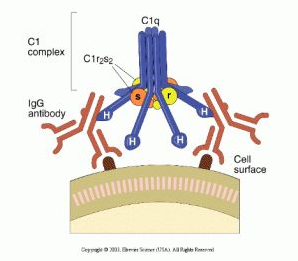 用語集 C1q、補体結合性抗体 | HLA技術情報 | ベリタス