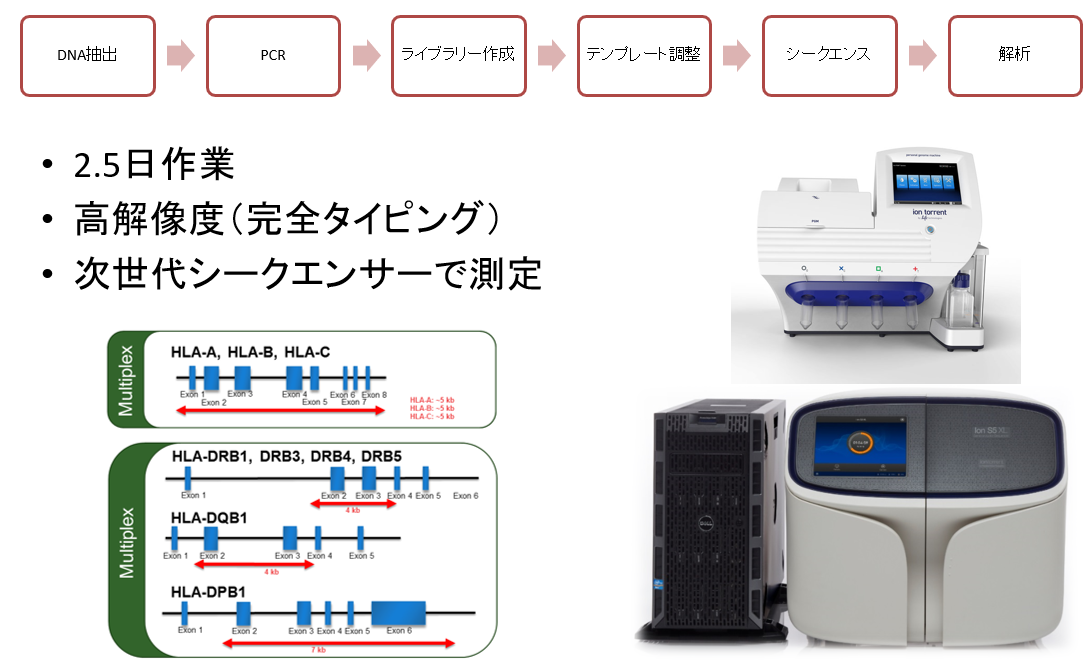 用語集 PCR-SBT法 | HLA技術情報 | ベリタス
