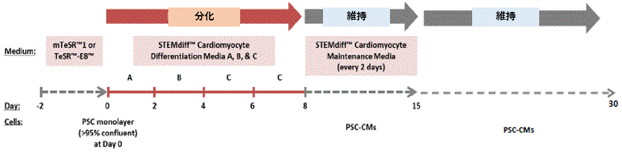 STEMdiff Ventricular Cardiomyocyte Differentiation Kit | 製品情報 | ベリタス