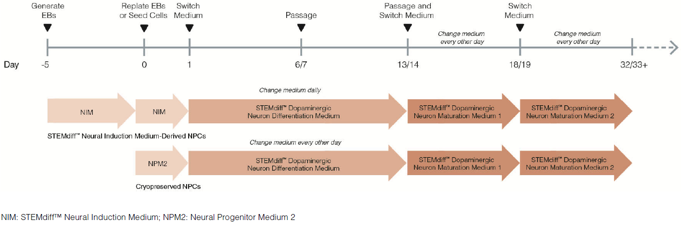 STEMdiff Midbrain Neuron Maturation Kits | 製品情報 | ベリタス