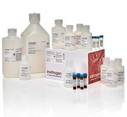 ViewRNA Tissue Assay Kit | 製品情報 | ベリタス