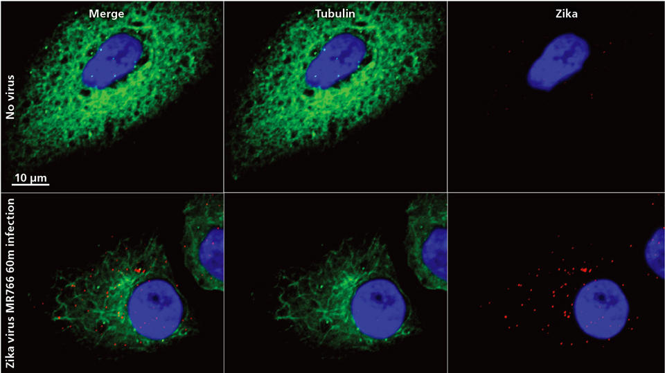 ViewRNA Cell Plus Assay Kit | 製品情報 | ベリタス